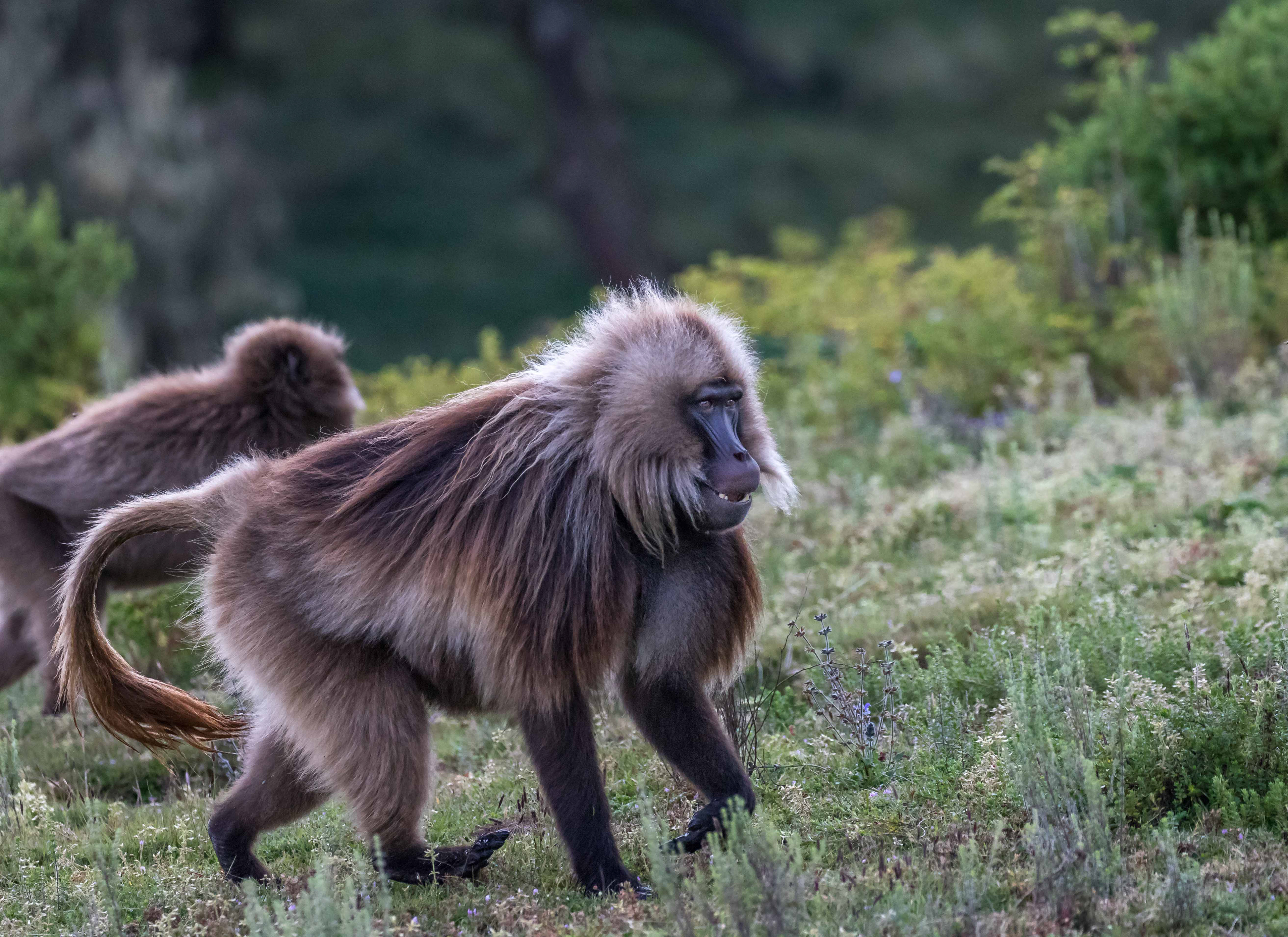 Neal Dalgliesh - The Simiens