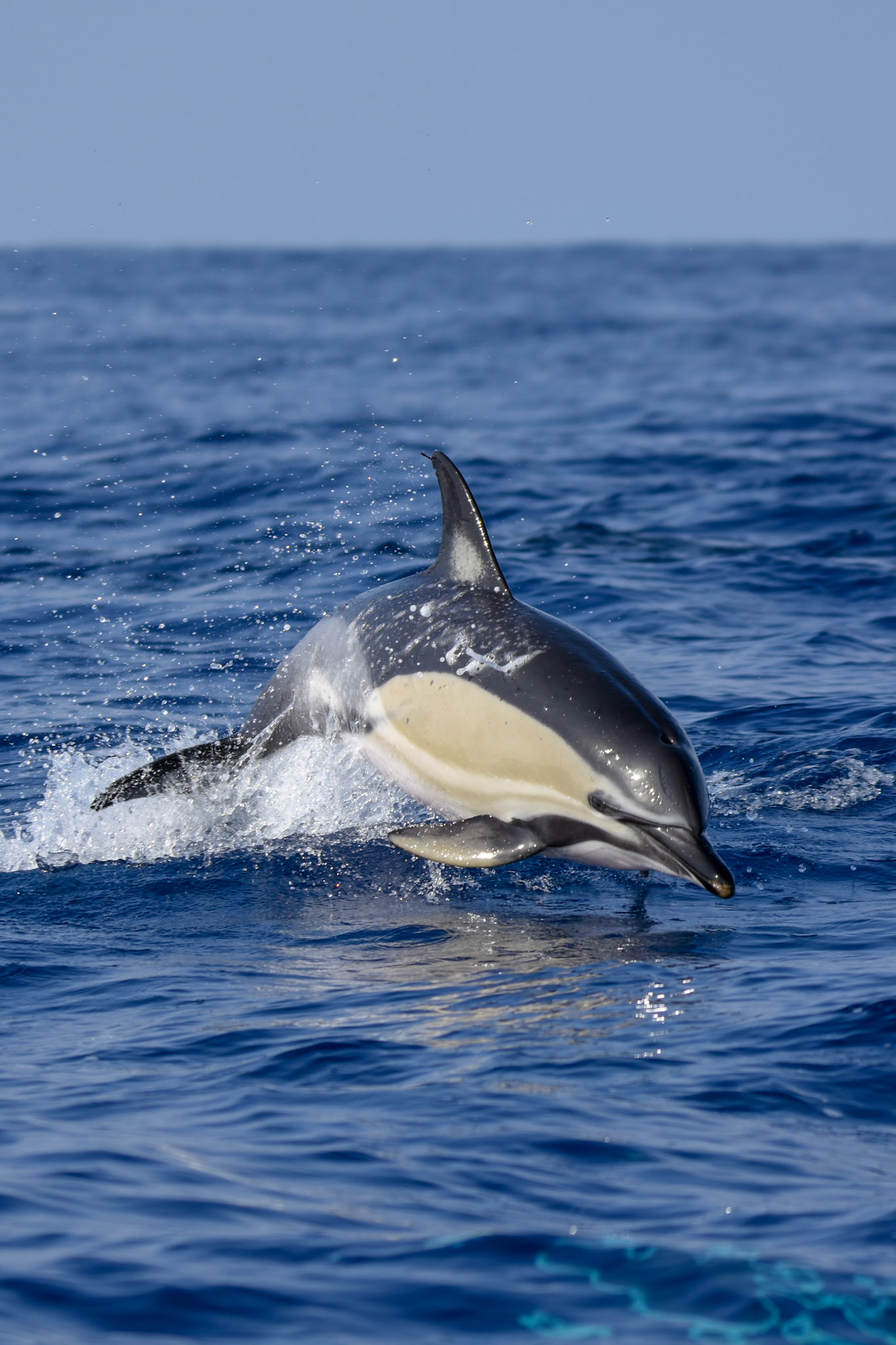 planetchapman - Dolphins in Madeira