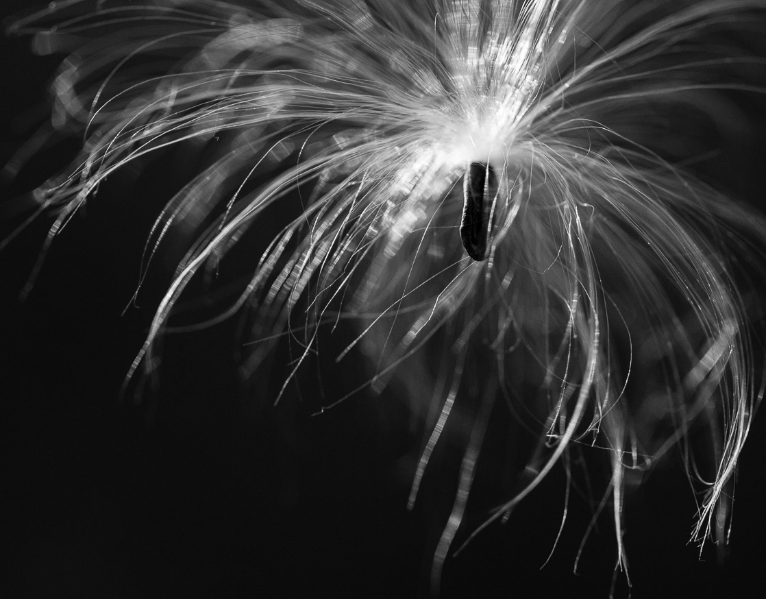 Ken Landis - B&W