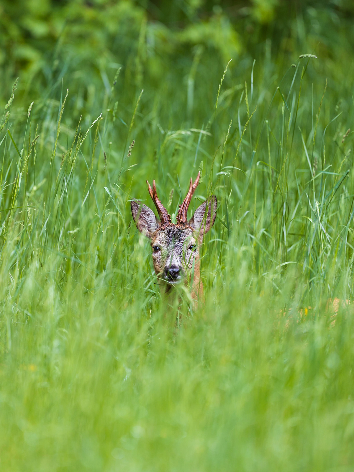 Marco Schütte | Fotografie - Rehwild
