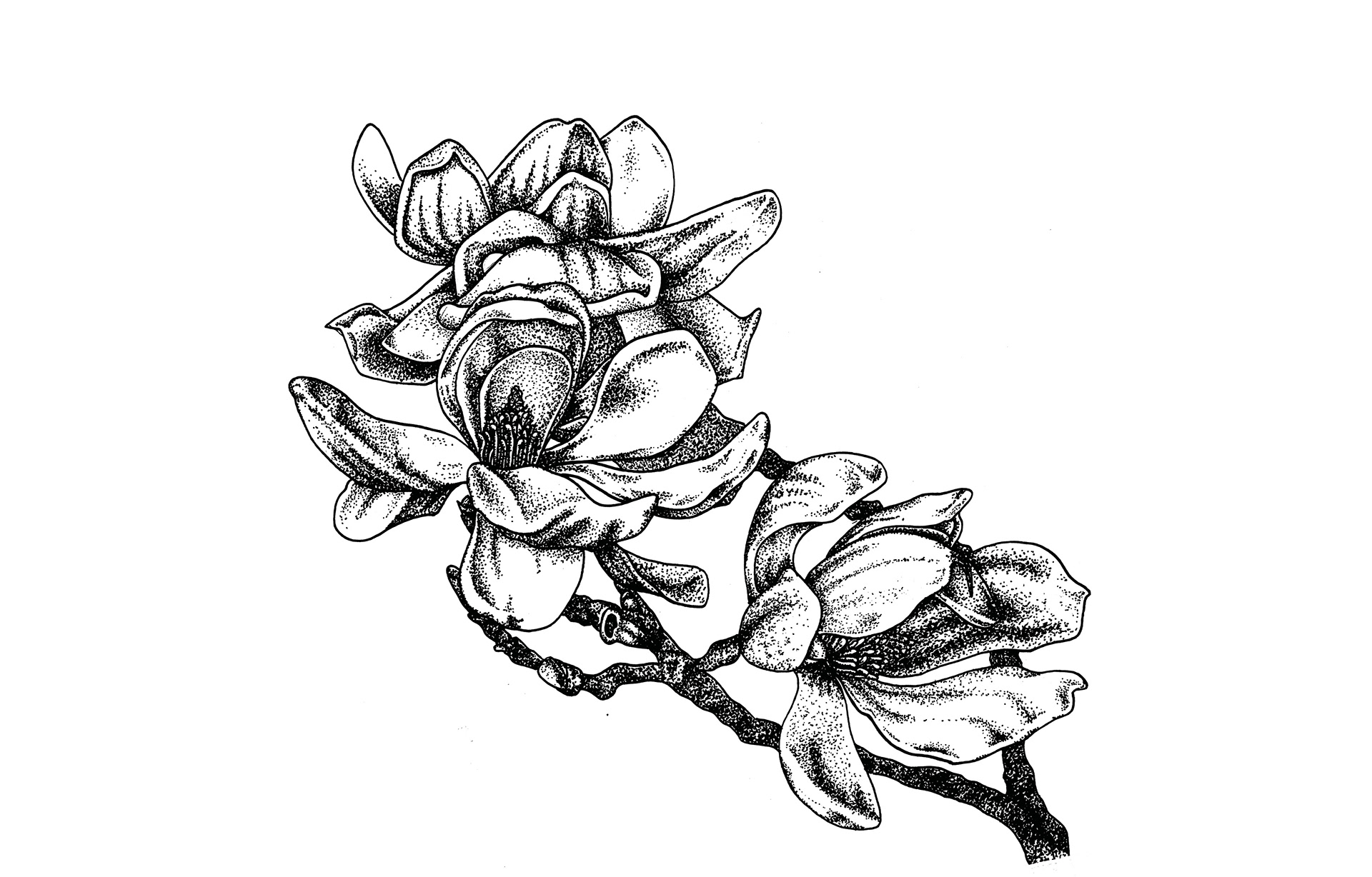 Cathy Thill - FLOWERS