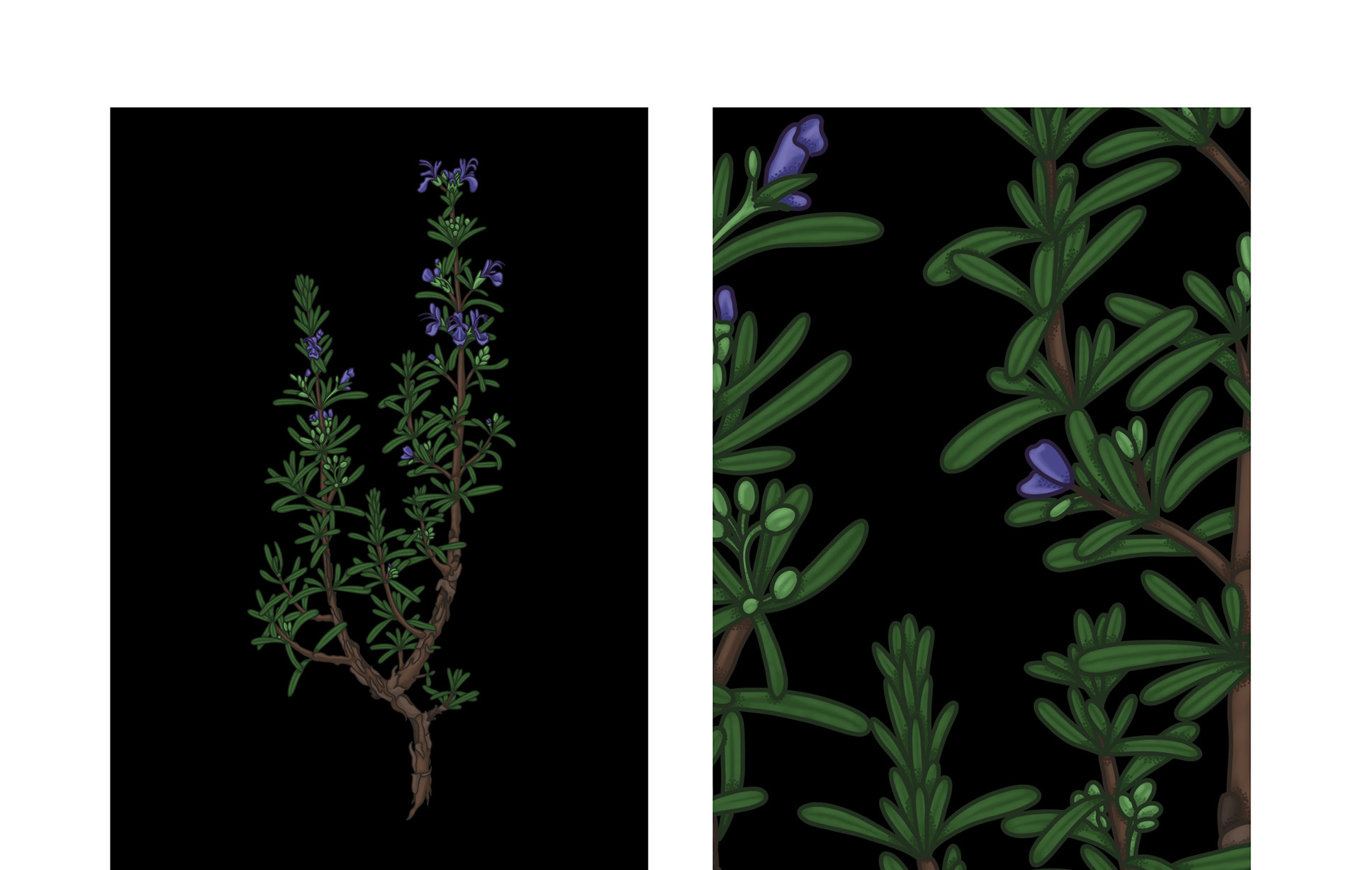 Cathy Thill - HERBARIUM