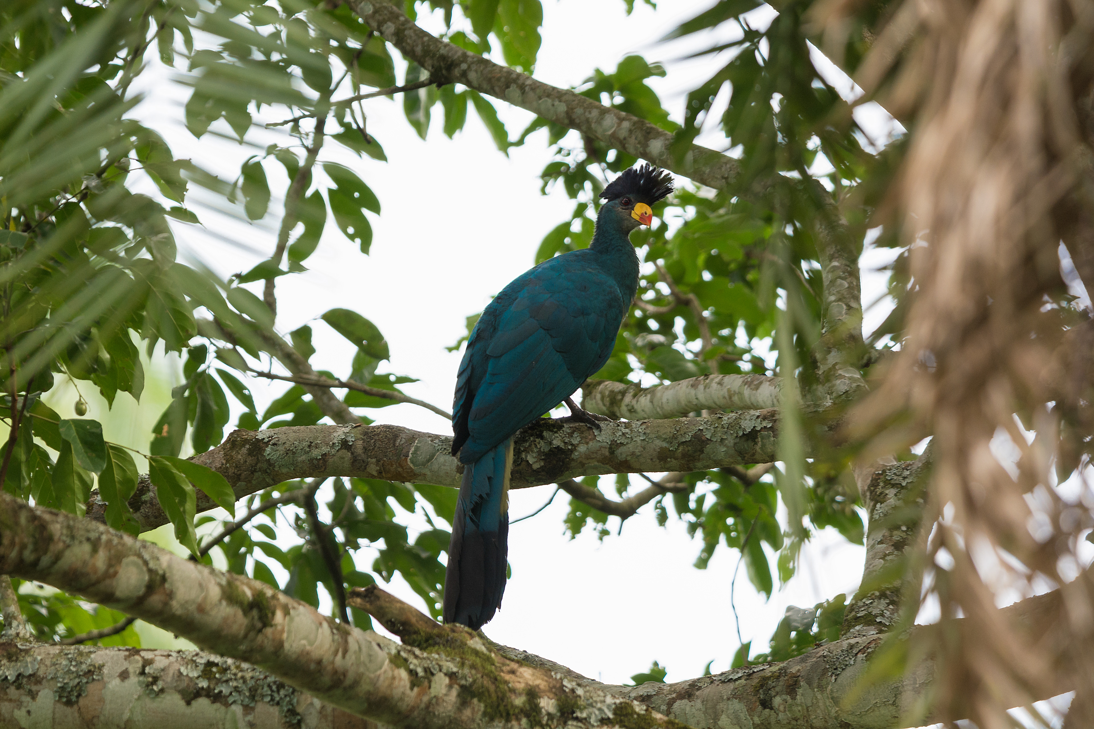 andres mena photos - Aves