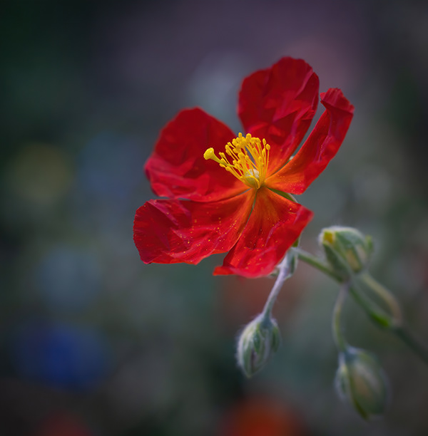 Molly Hollman - Flowers, plants and trees