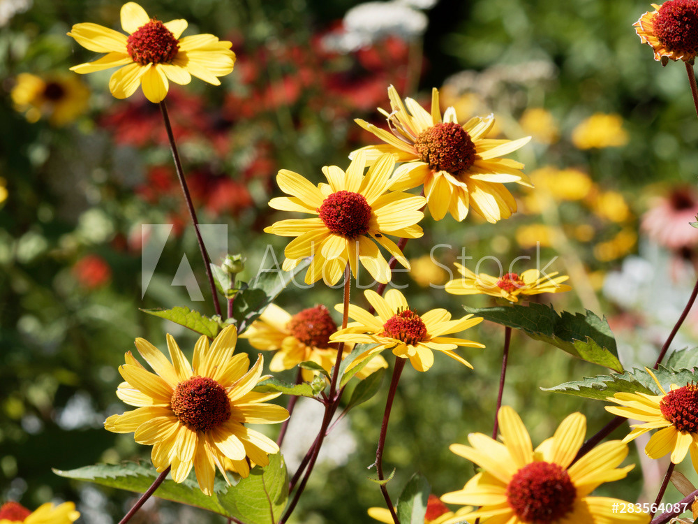 Portofolio. L'instant d'une photo. La flore - Faux-hélianthe ou faux ...