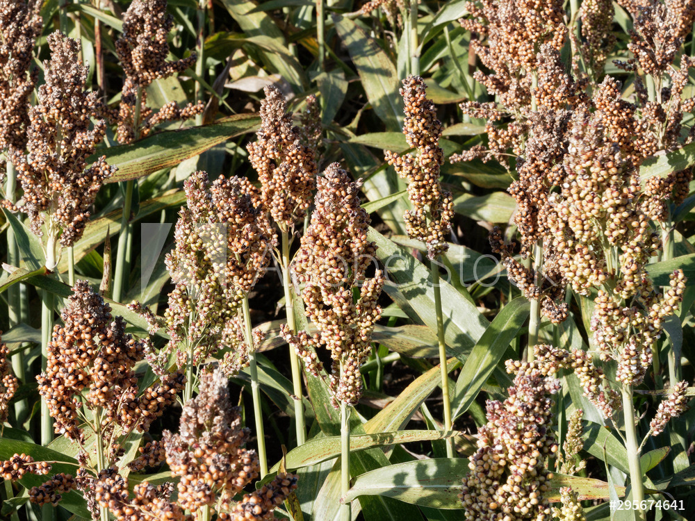 Portofolio. L'instant d'une photo. La flore - Sorgho rouge