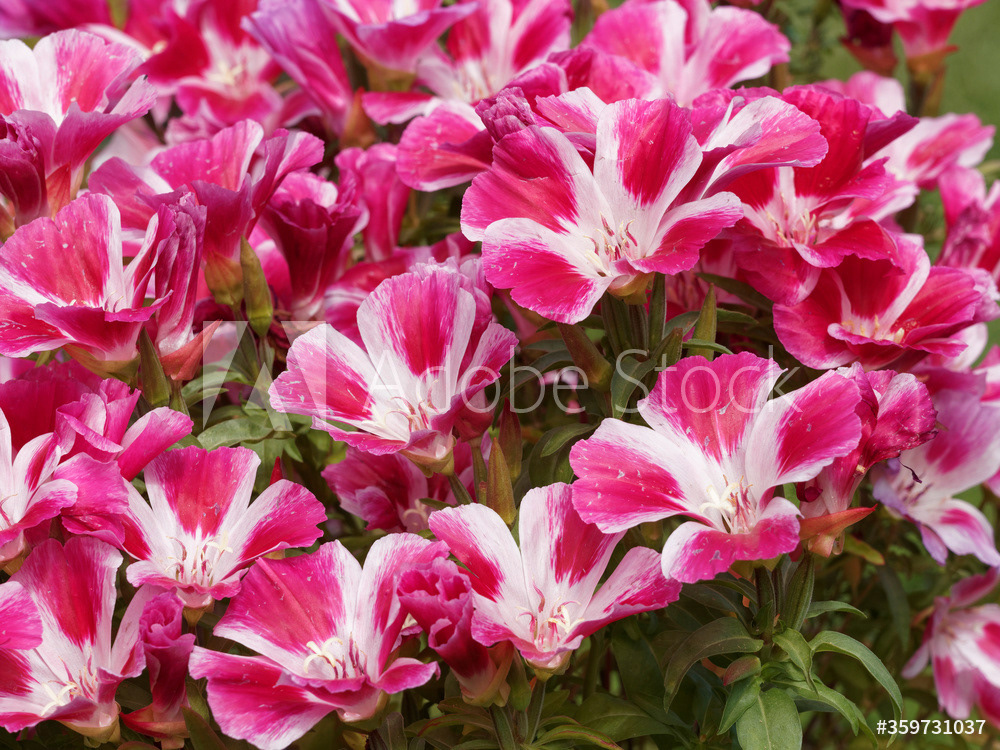 Portofolio. L'instant d'une photo. La flore - Godétia clarkia ou fleur ...