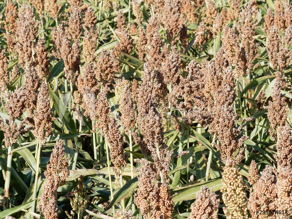 Portofolio. L'instant d'une photo. La flore - Sorgho rouge