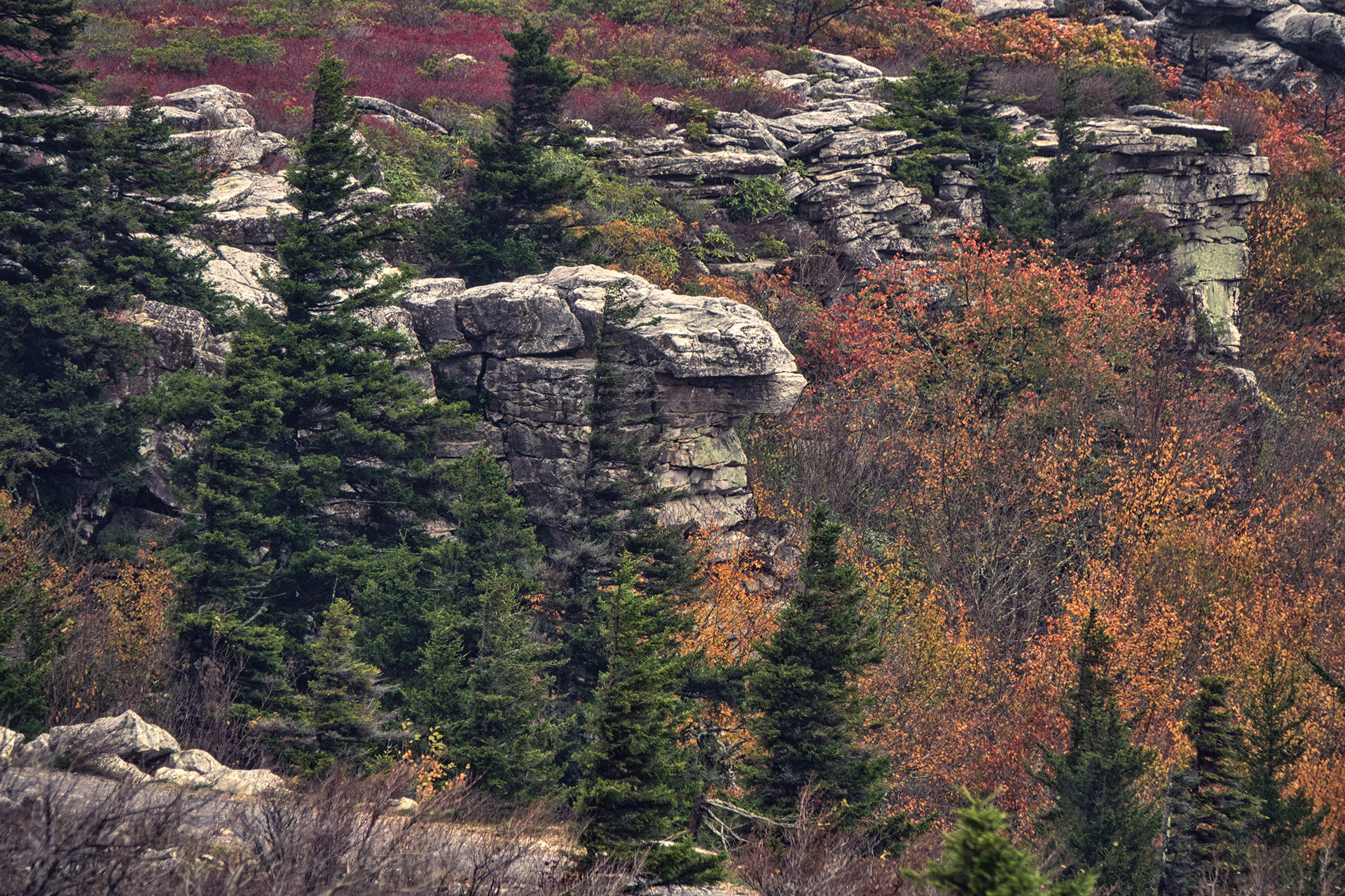 PhotoWeekender - Dolly Sods Wilderness 1