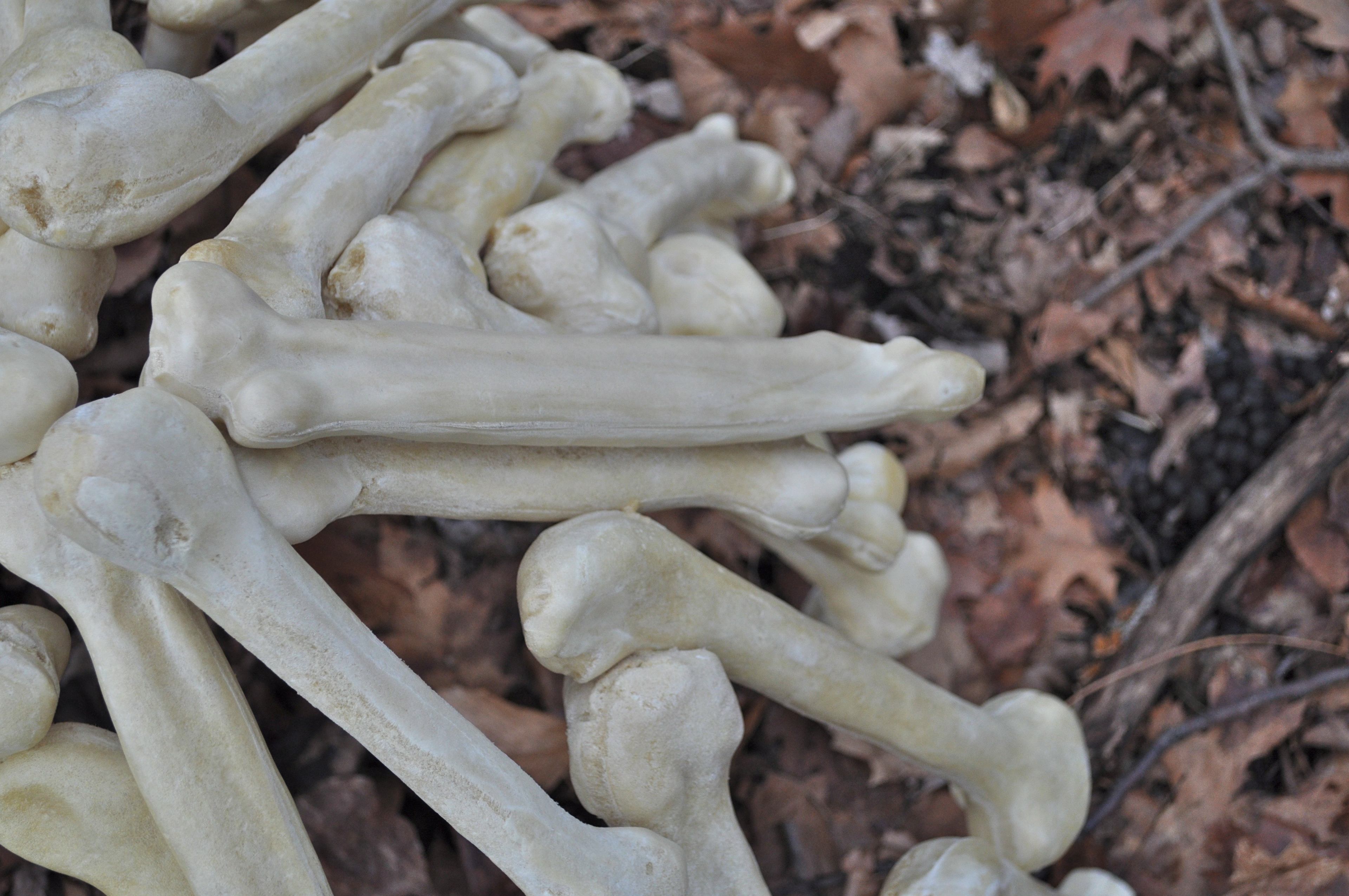 Amelia Modlin - Bone Doghouse