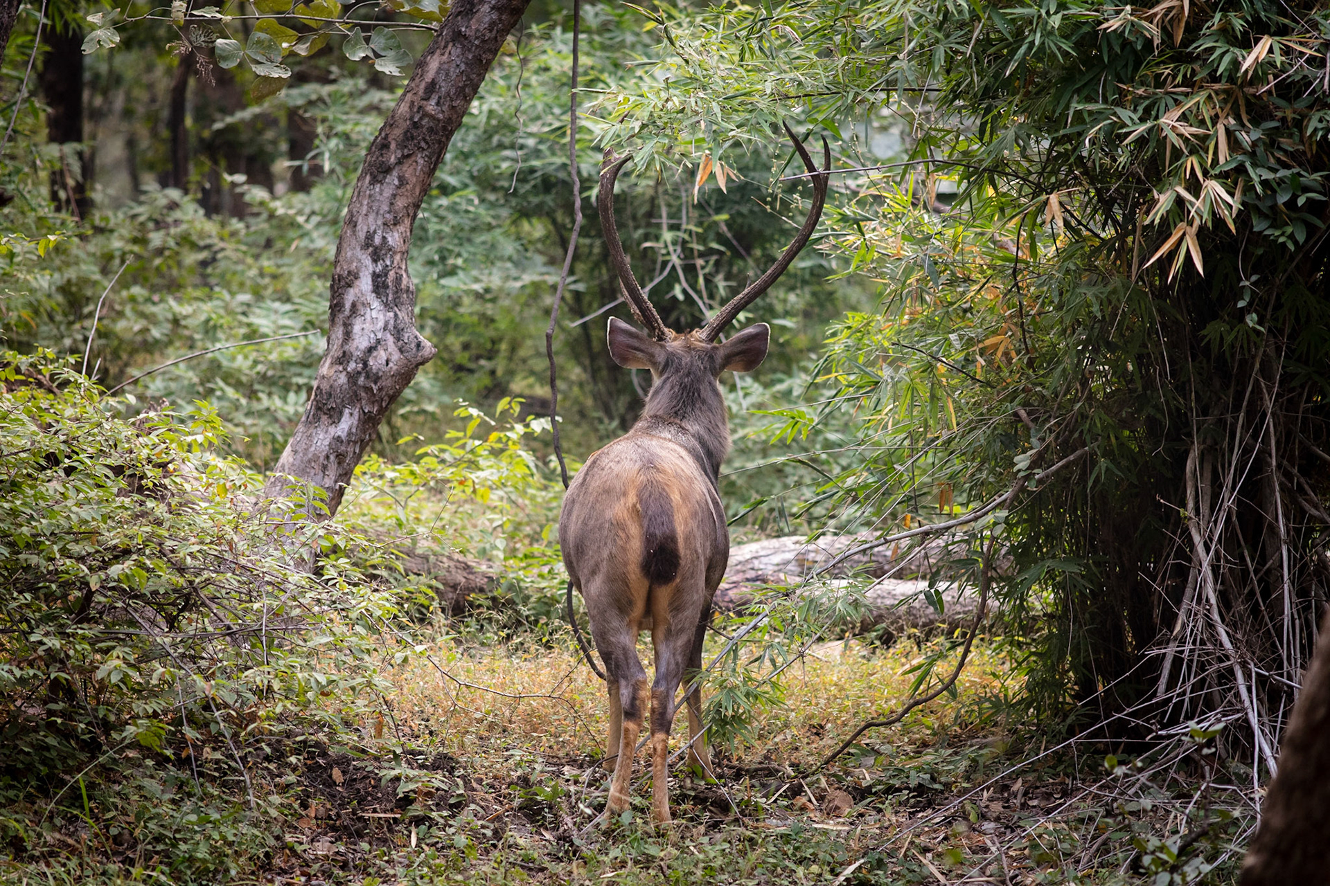 CREATIVE VIZ - Animals