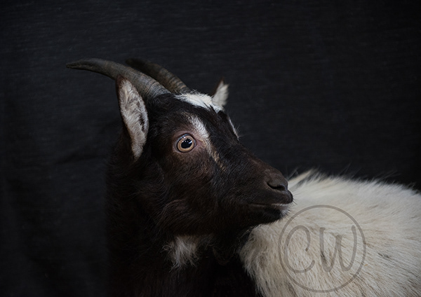 Rare Breeds Preservation Project by Claire Watson. - Bagot Goat