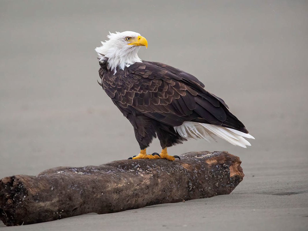 Birds by Les - Loggers