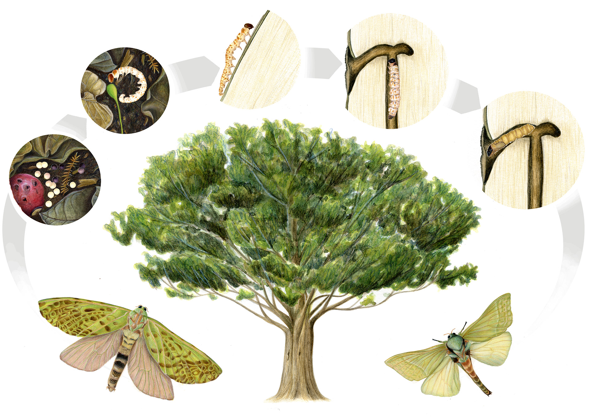 Emma Scheltema Illustration - Puriri Moth Lifecycle