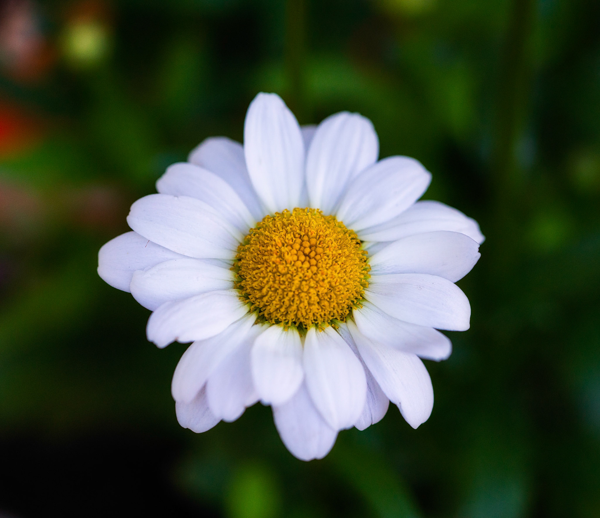 Stuart Schaefer - Flowers Gallery