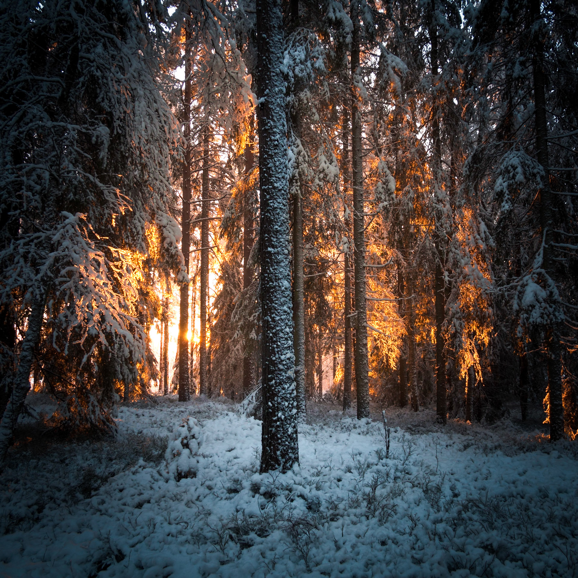 Lightseeker Photographs - Swedish forests | Schwedische Wälder