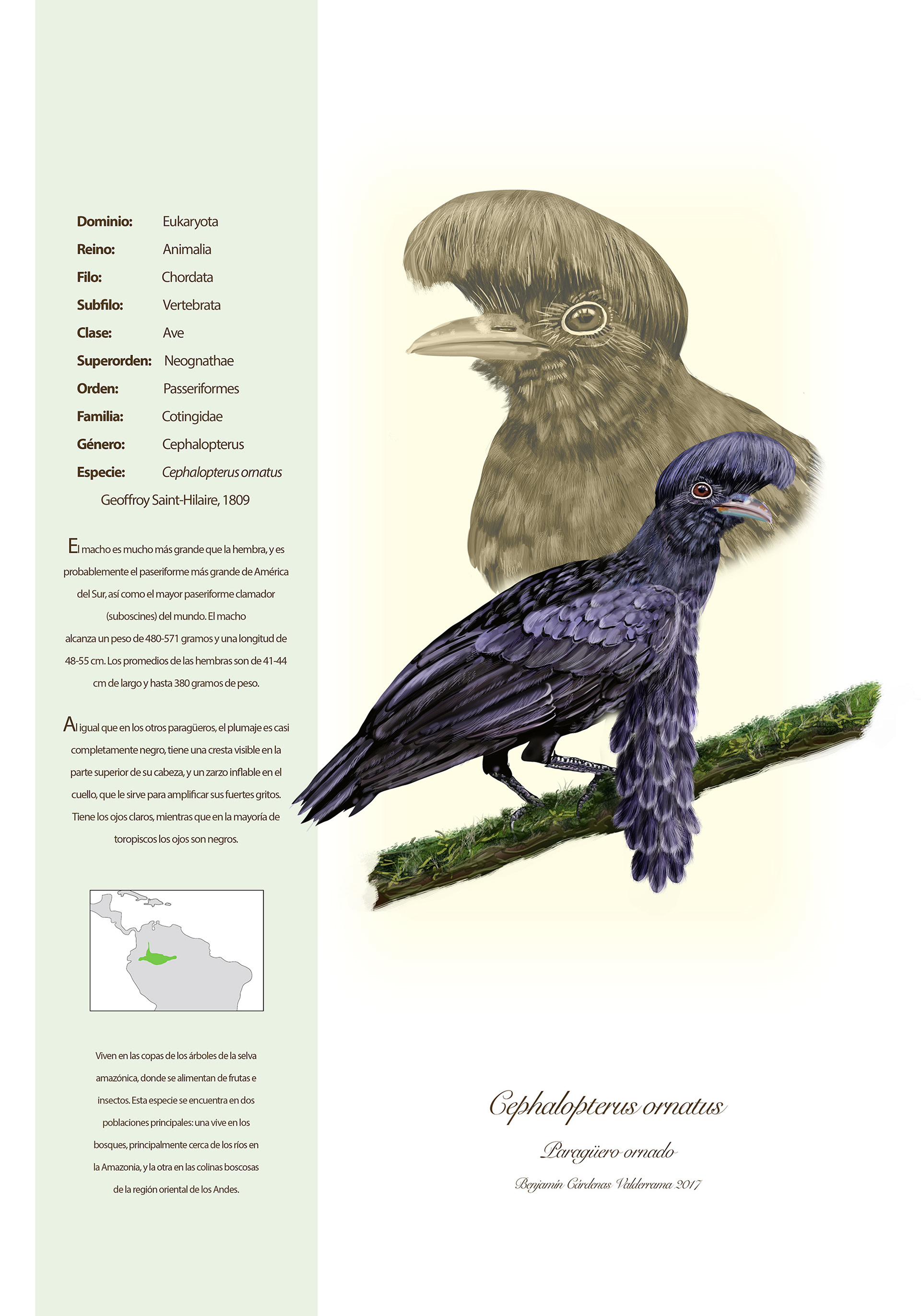 Benjamin Cardenas - Cephalopterus ornatus