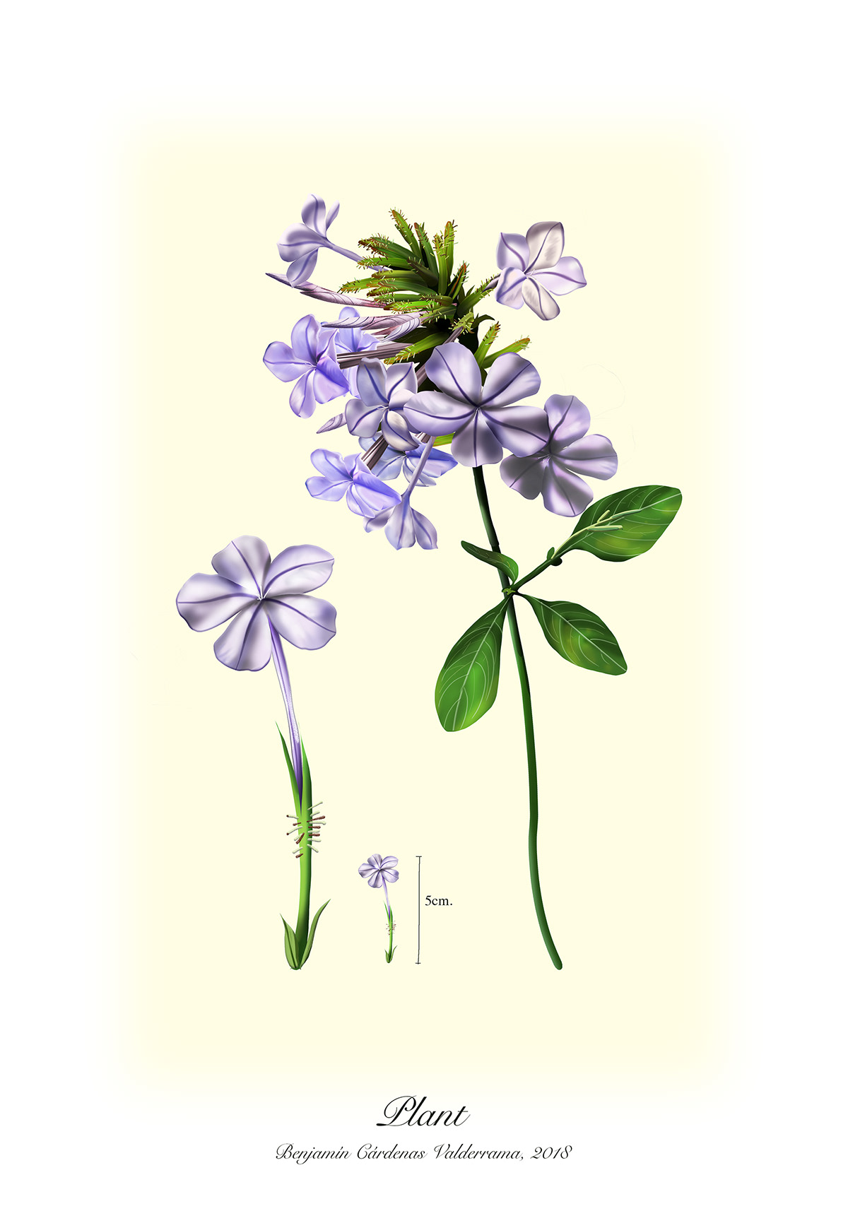 Benjamin Cardenas - Flower