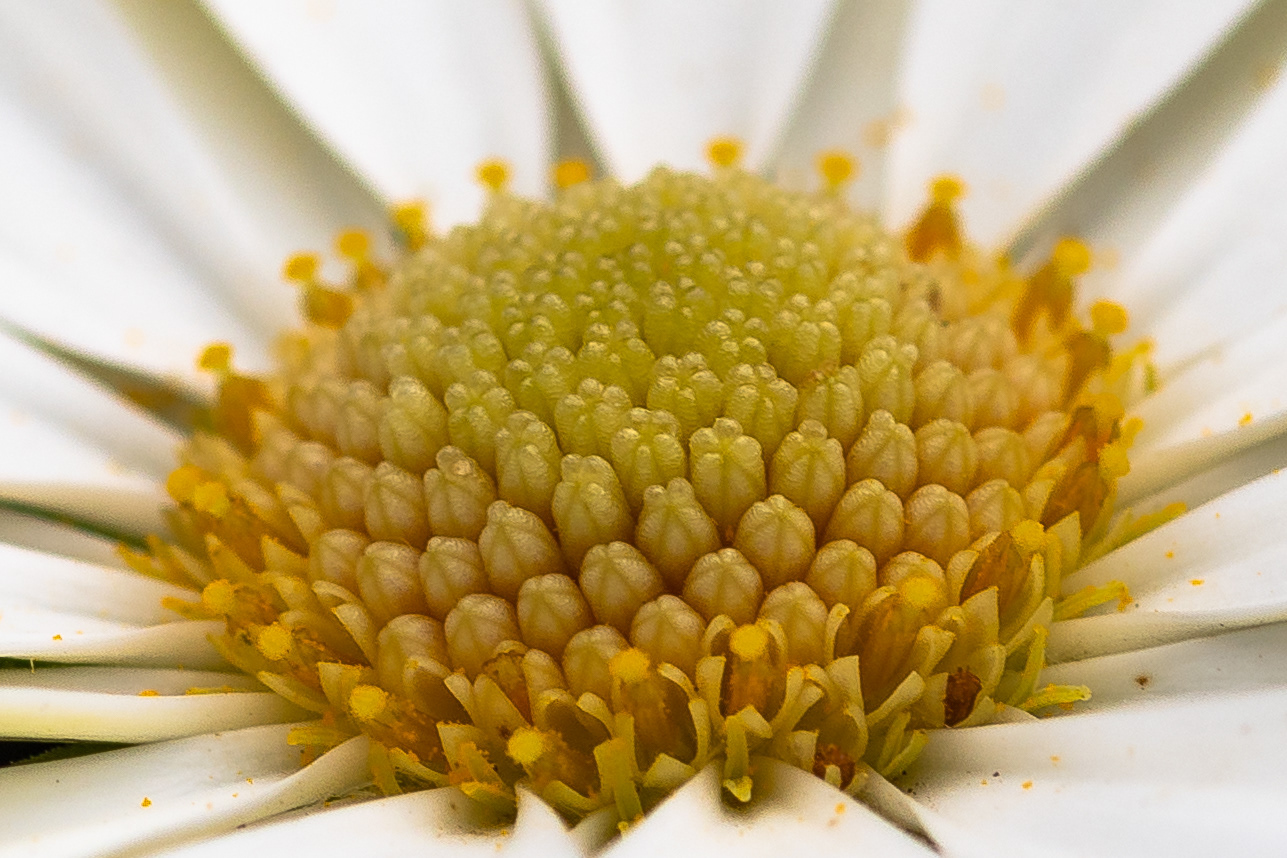 Ryan Westerberg - Little Flower on the Prairie