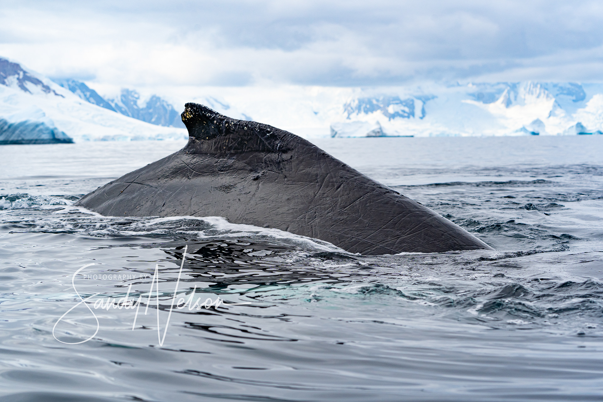 Pixuberant - Humpbacks