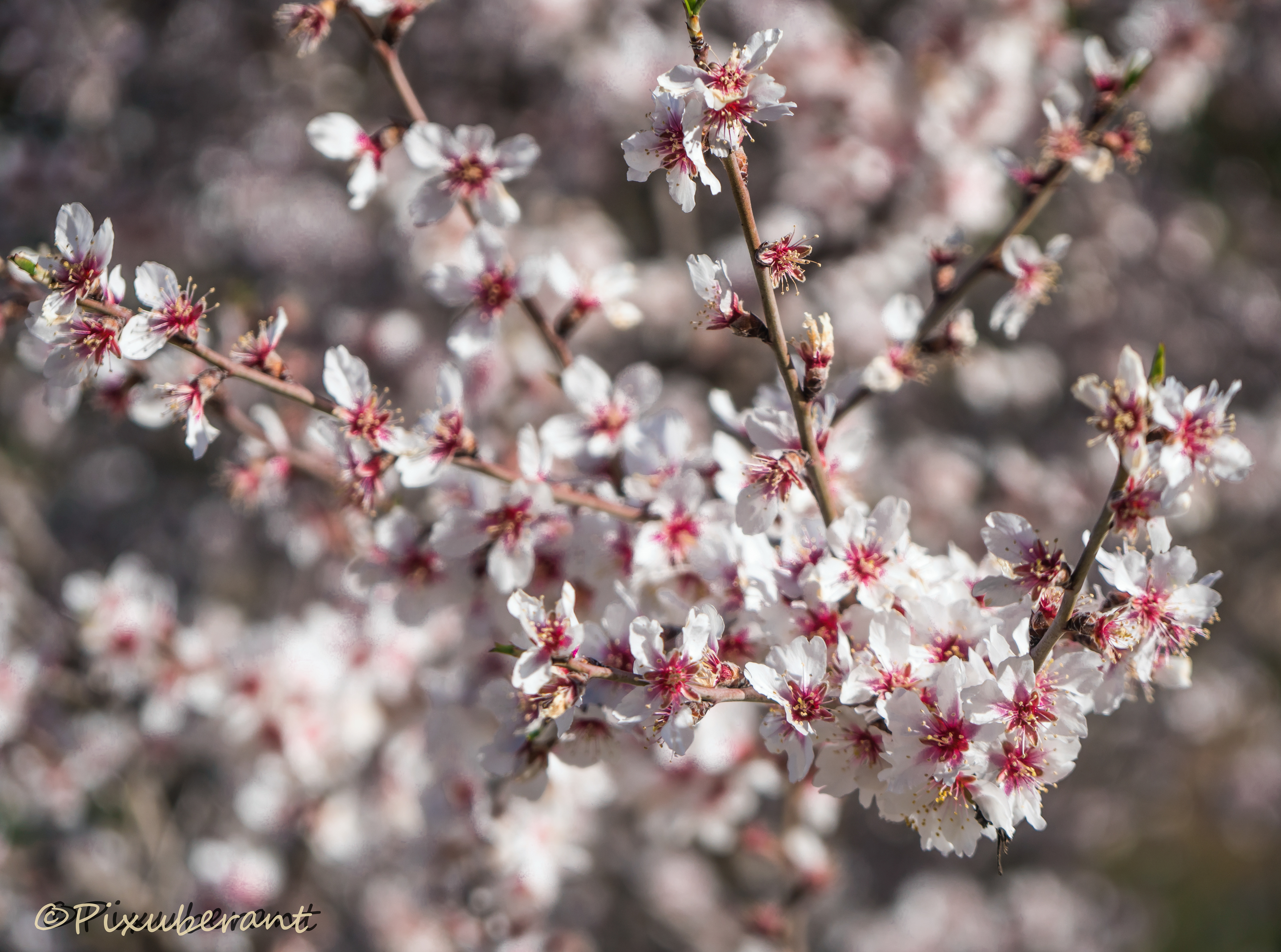 Pixuberant - Flowers and Trees of Spain