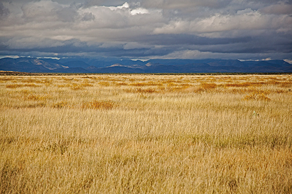 MEXICO NATURAL - pastizales