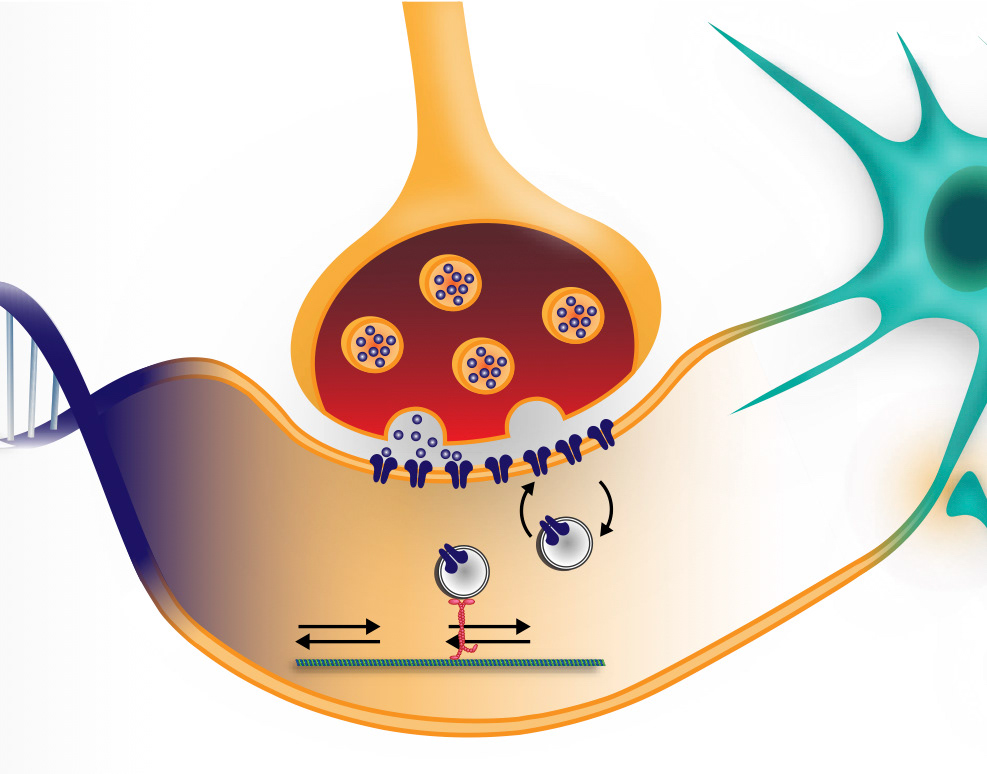 Coni Hoerndli Science Design - From Genes to Synapses to Neuronal ...