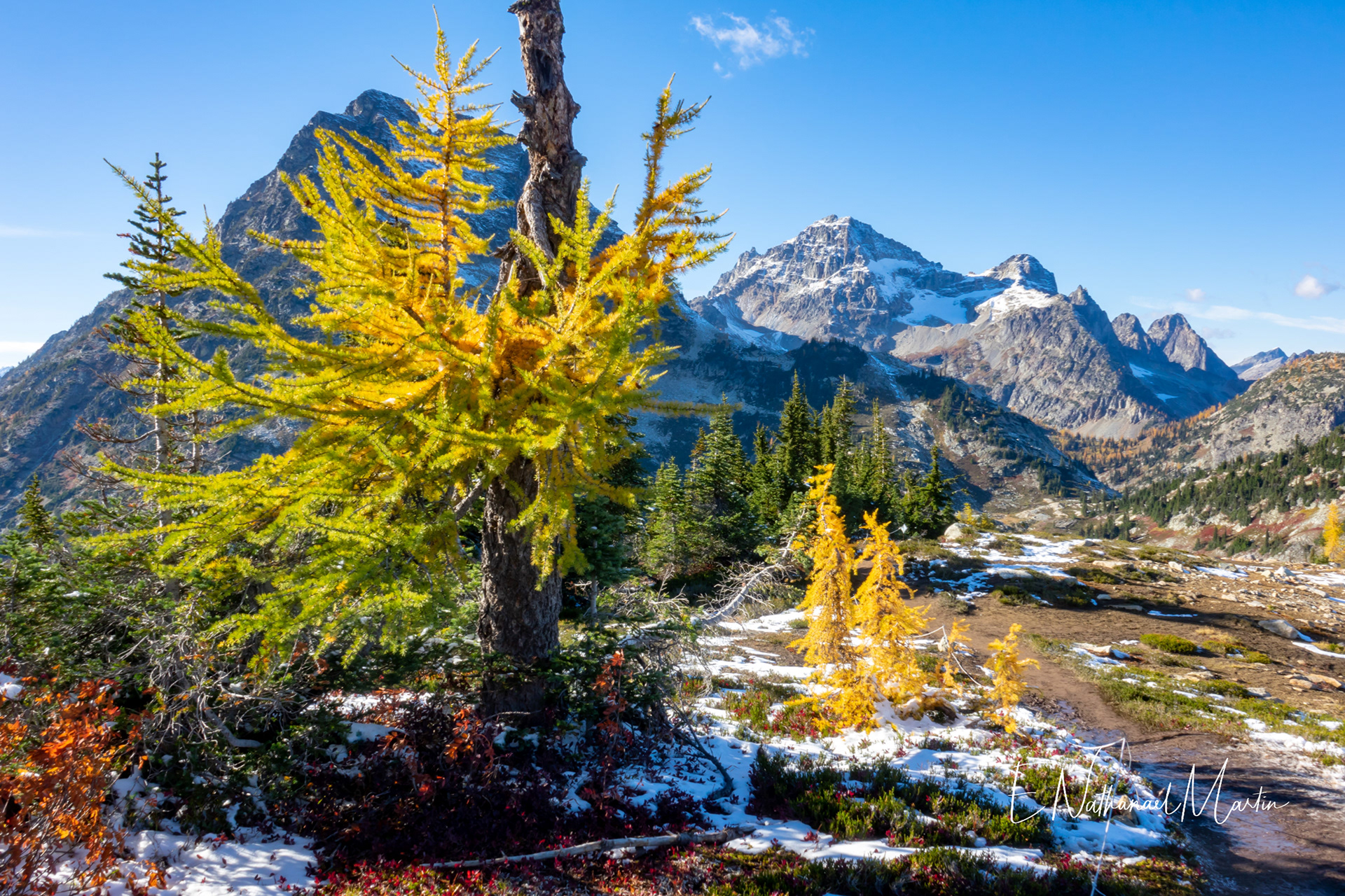 Nature by Nat Photography - Larch March