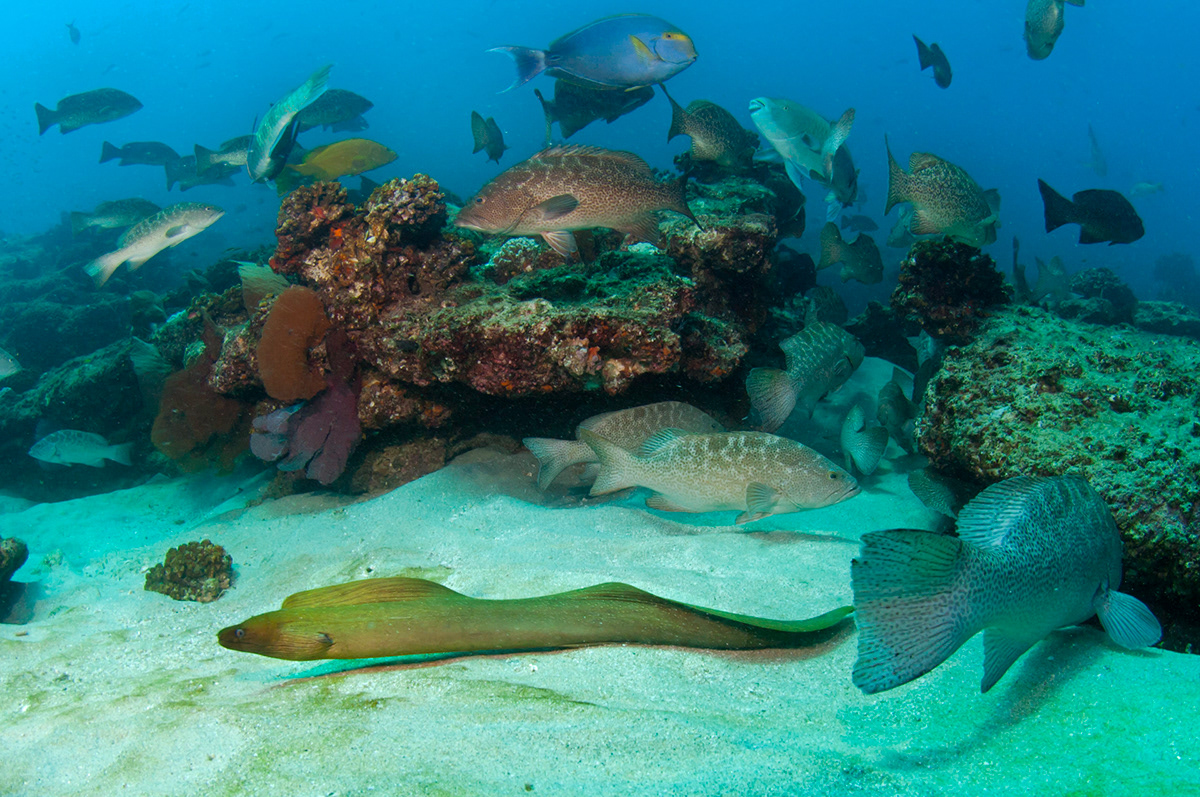 Octavio Aburto - Cabo Pulmo: The Reef and the Jacks