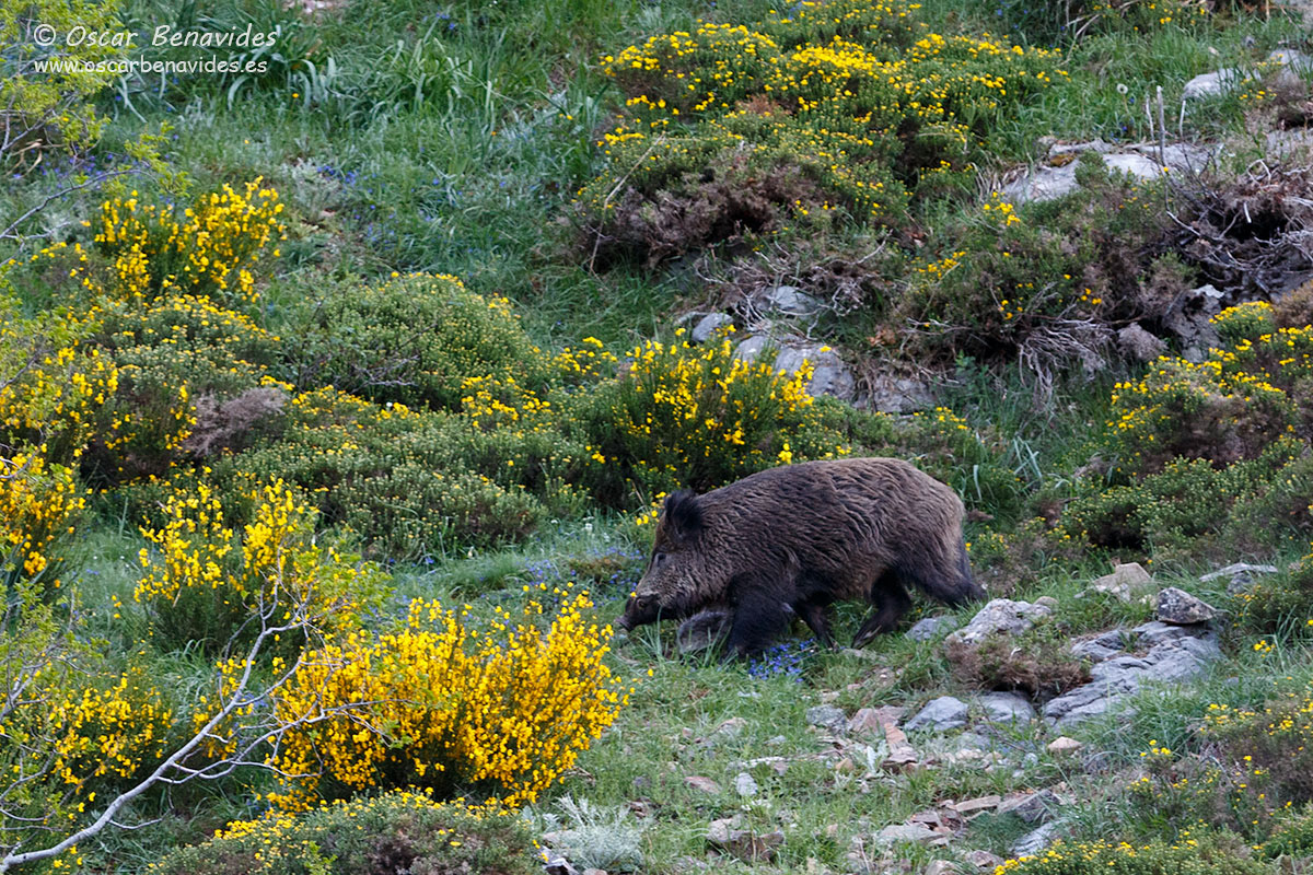 Oscar Benavides. Fotografía de naturaleza. - Jabalí / Wild Boar