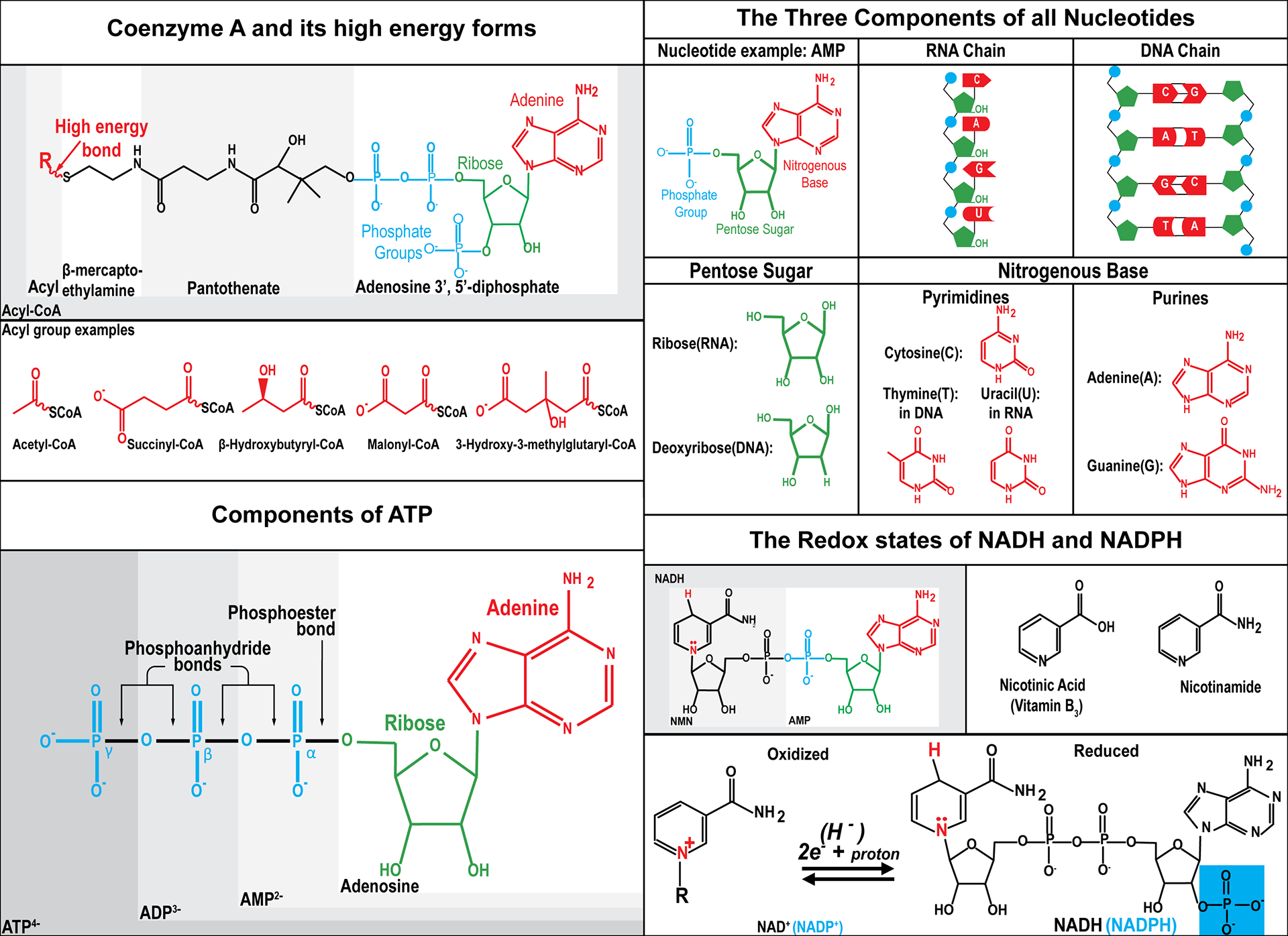 OffaPerry - Biochemistry Figures