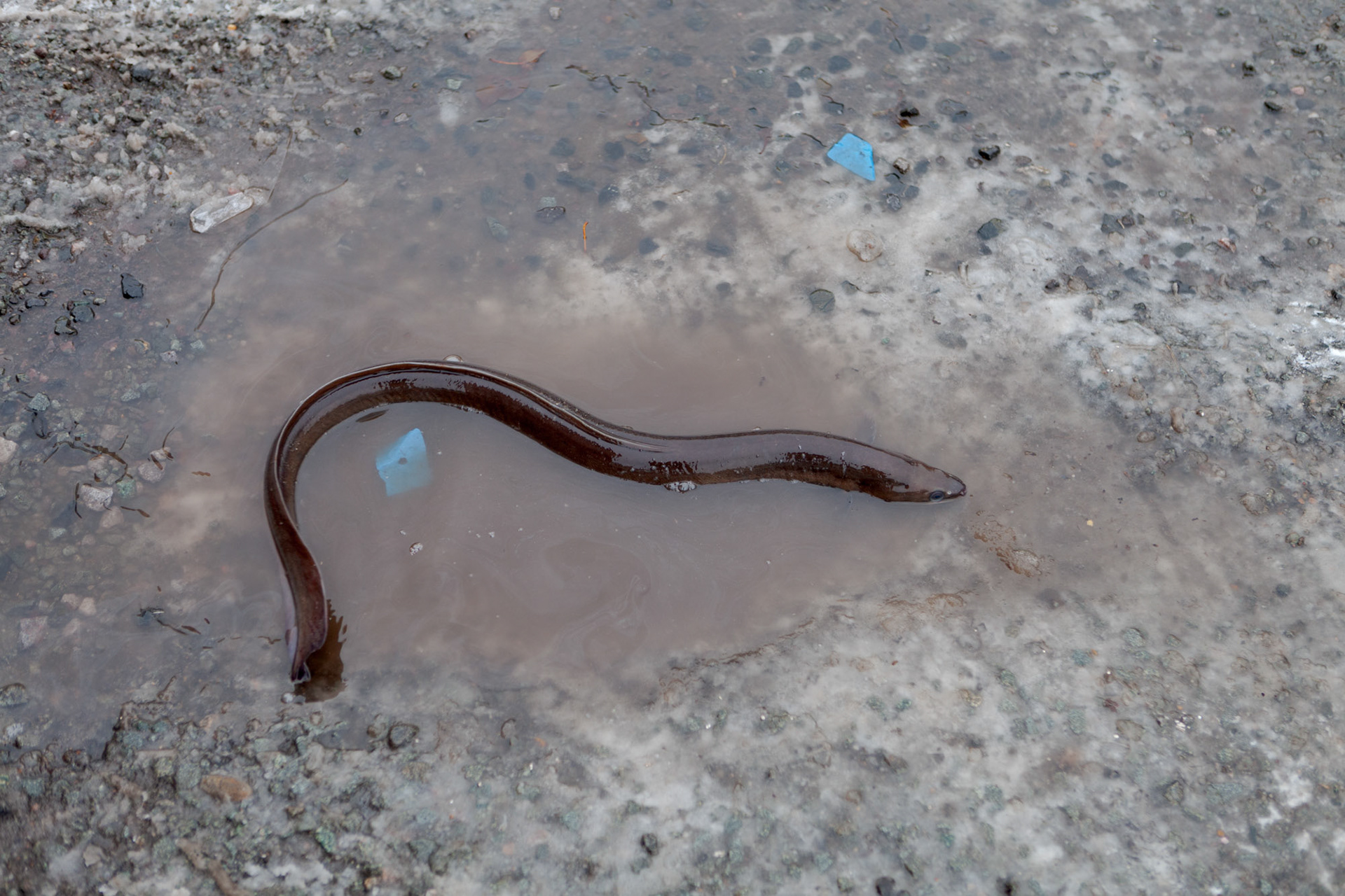 Preeti Bhambri - The eel man