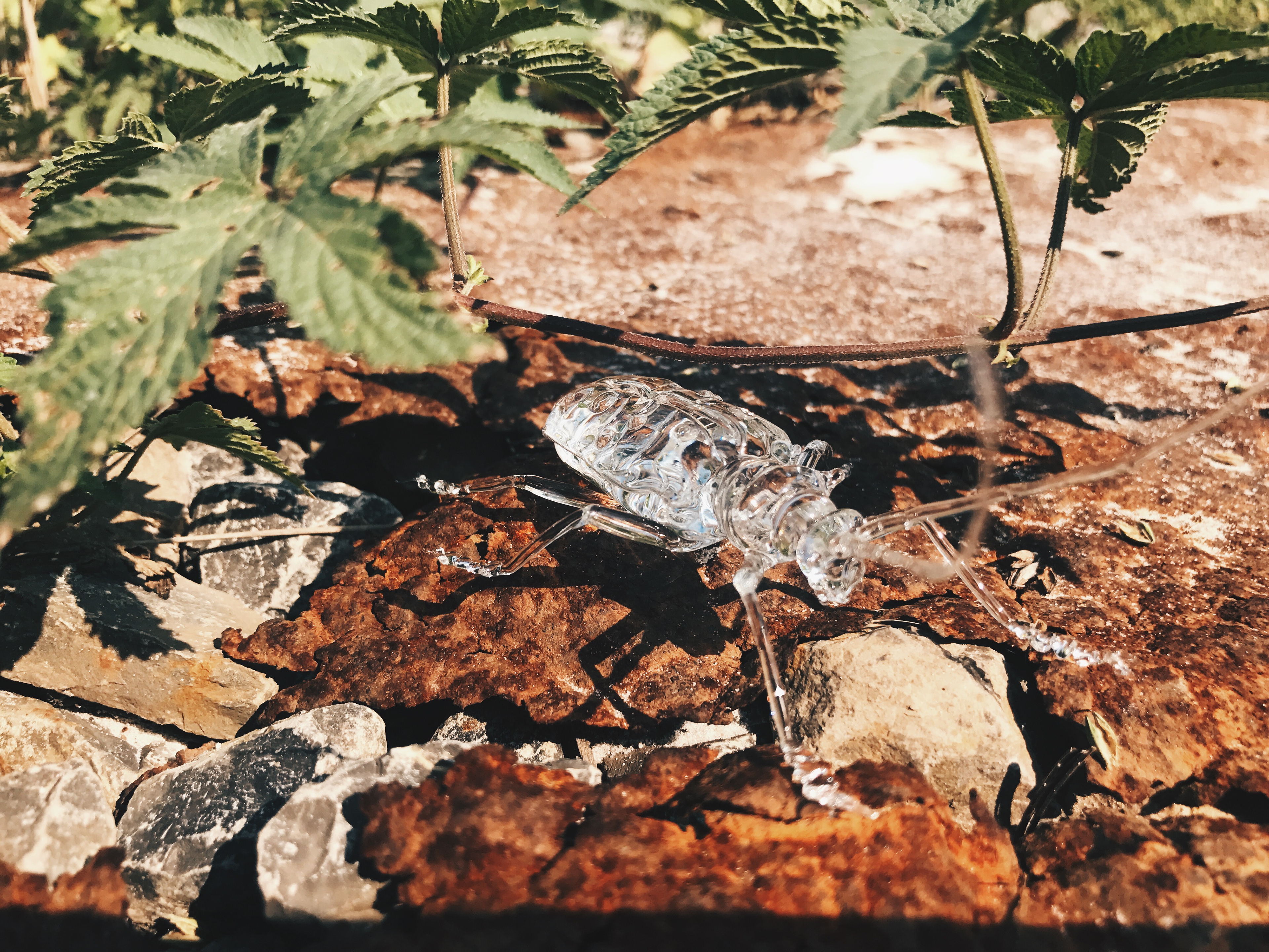 Shiqi Wu - 2017 Glass Insects