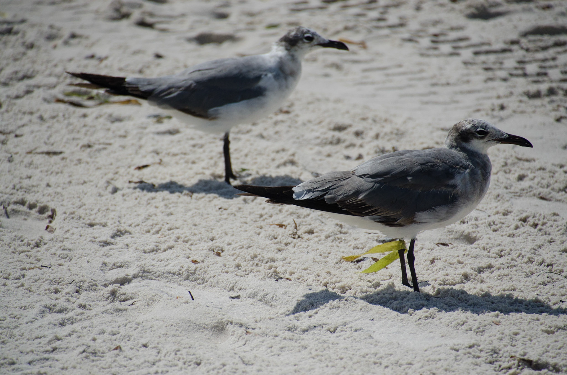 Ken Reichner - Key West Birds Portfolio