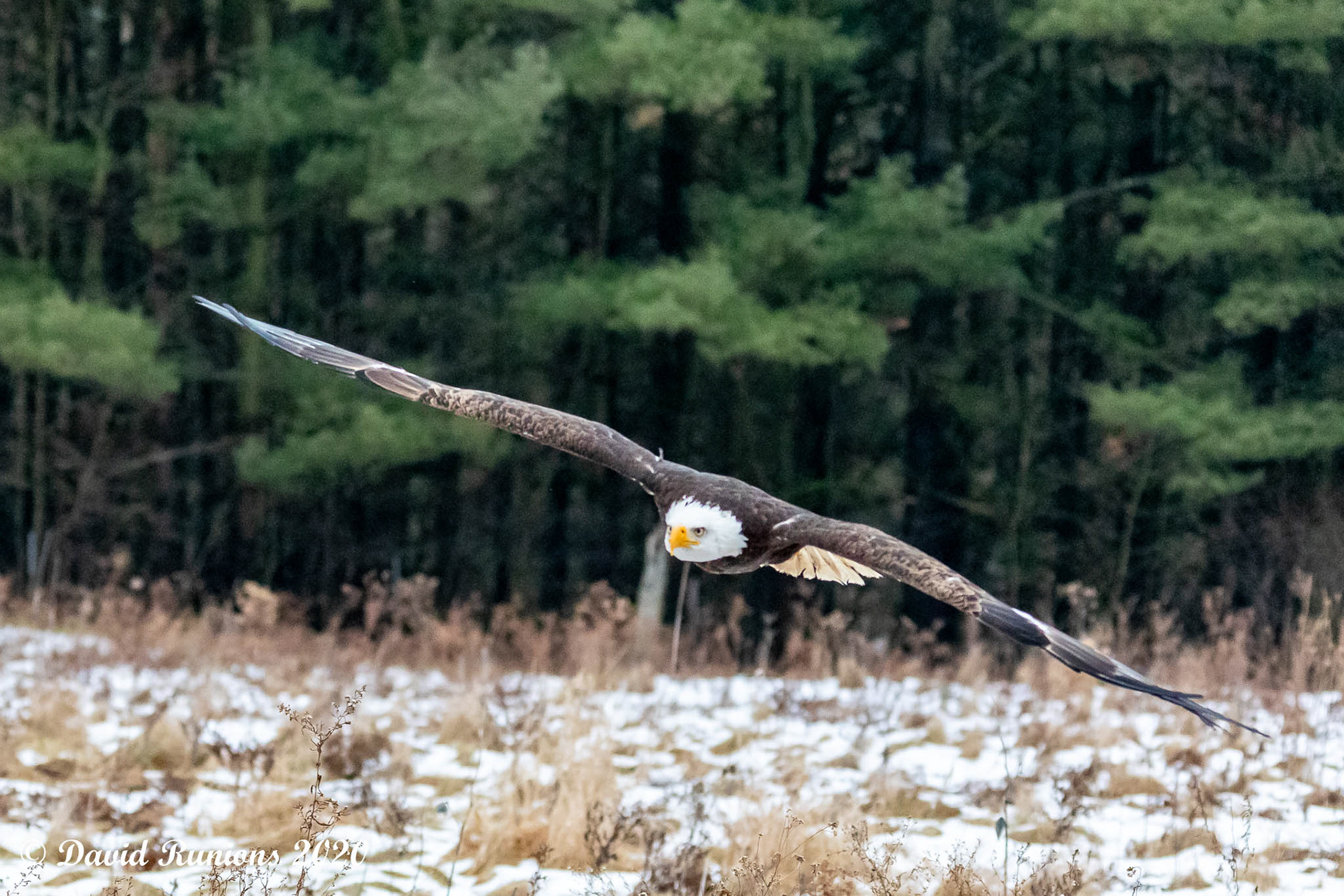 David Runions Photography - Canadian Raptor Conservacy