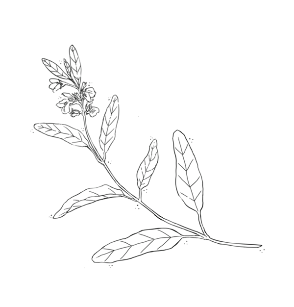 Jessica Tyree - Tattoo Designs