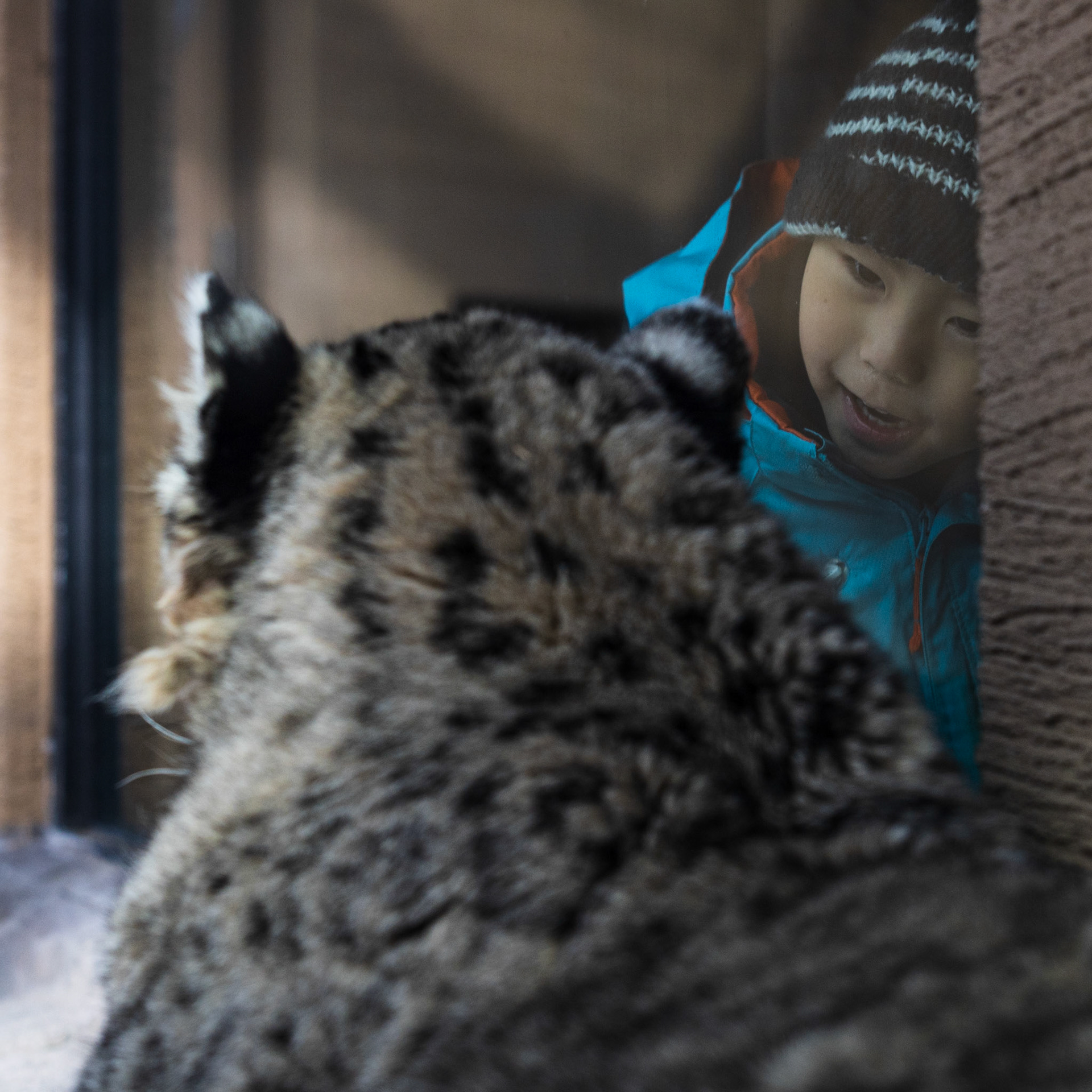 daiki kudo - Animals