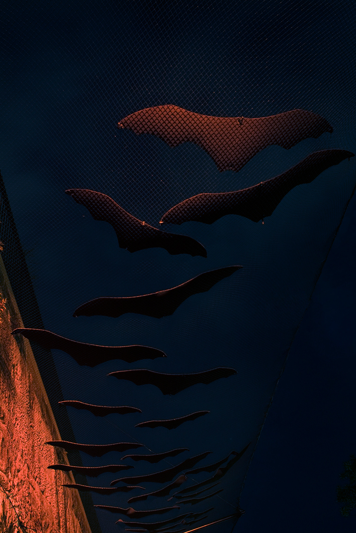 mcdermott baxter - CLOUD OF BATS