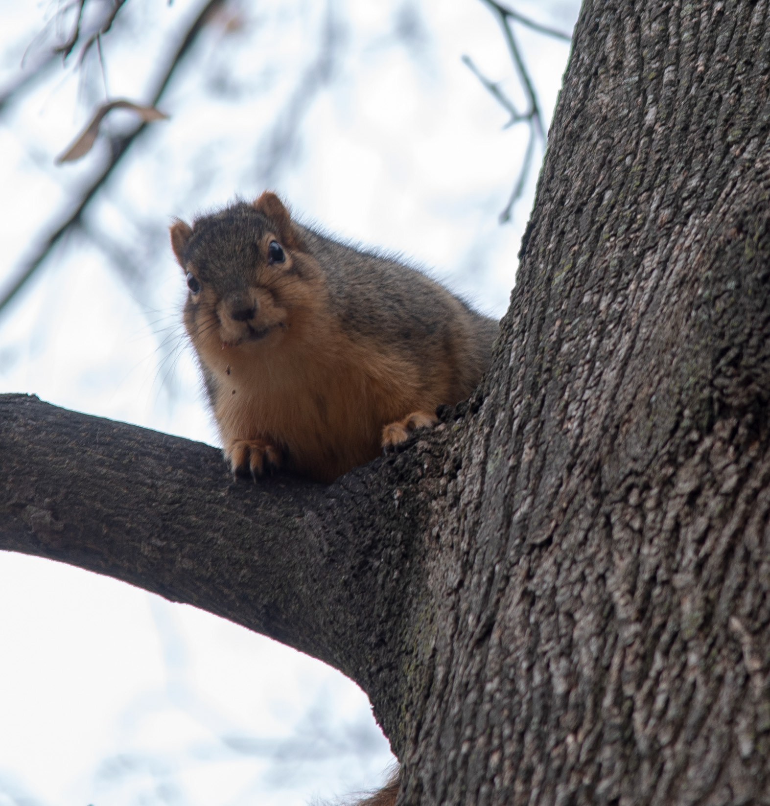 Jim Knowles Photos - Squirrels In Pymouth, MI