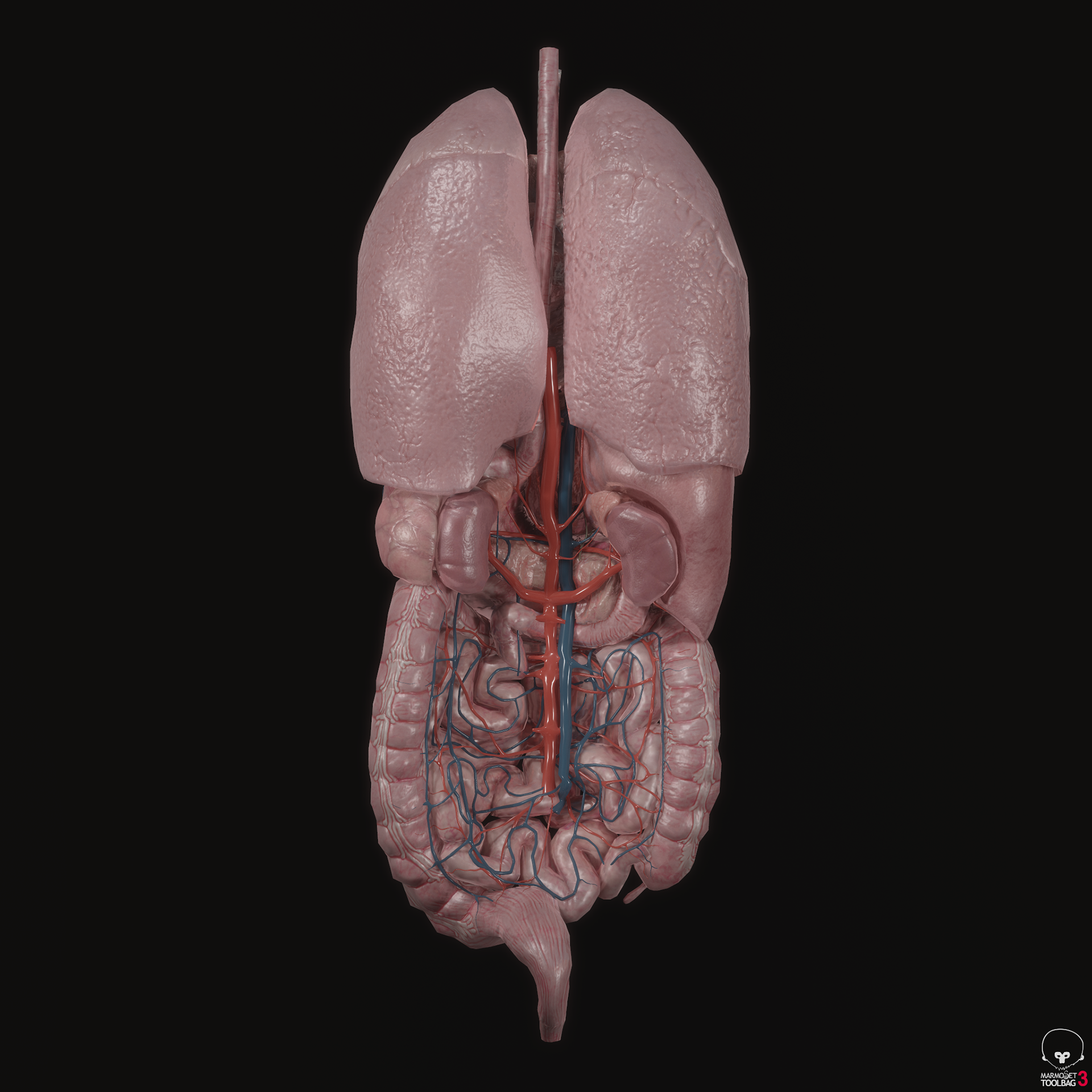 Dan Nacu - Human Organs (Real-Time Models)