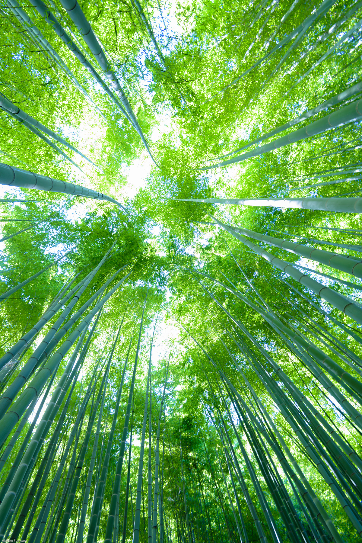 Photographer AKI Portfolio - Sky and bamboo forest