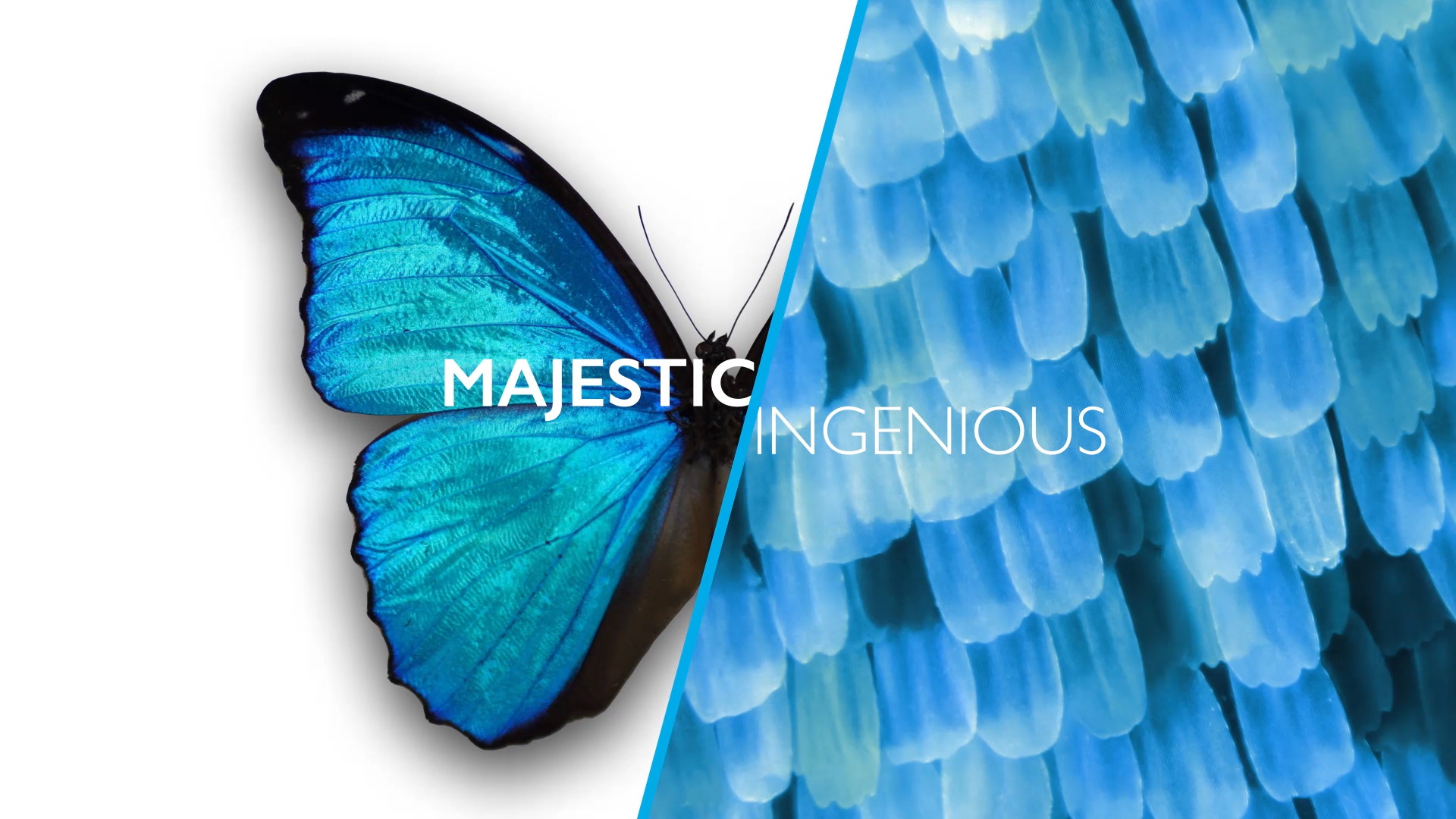 Jacky Chan - Penthrox