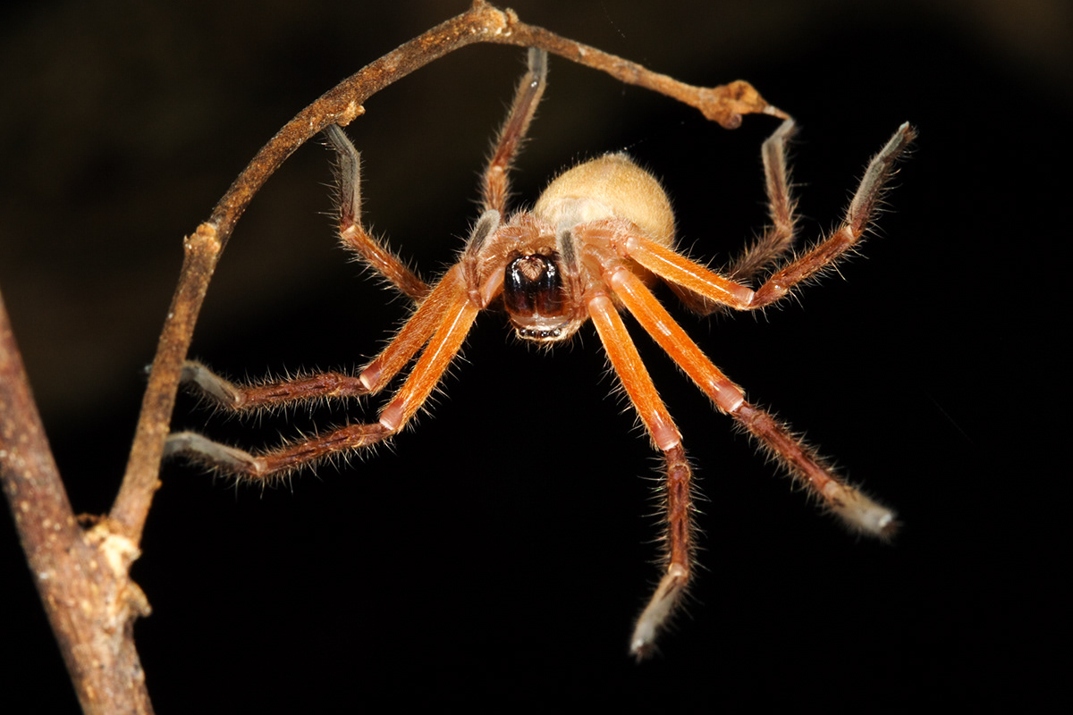 Alberto Lopez - Spiders of Puerto Rico