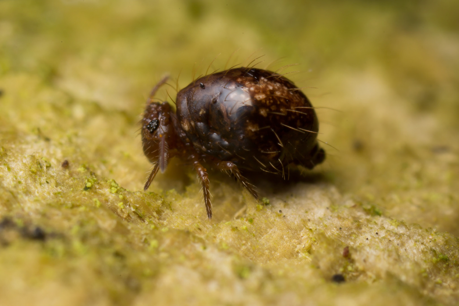 Paul Cooper - Collembola